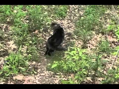 Real life Monster Hunters - YouTube