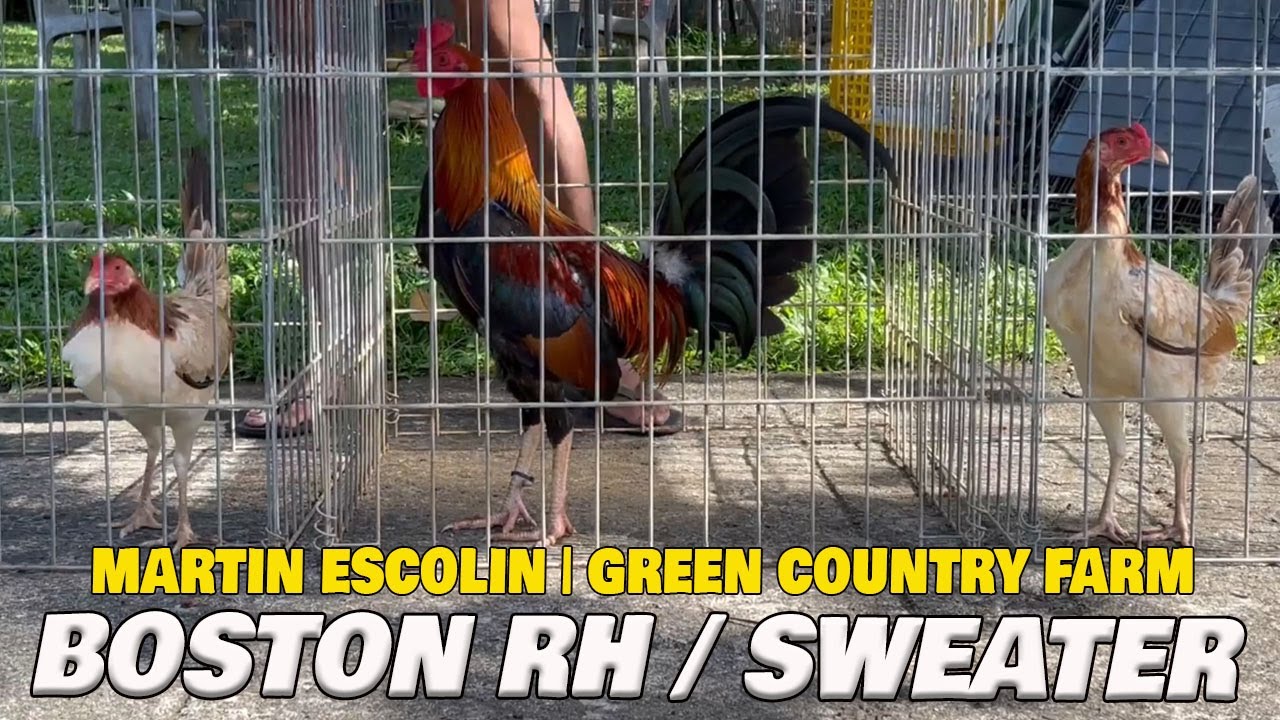 Martin Escolin GREEN COUNTRY Farm - Big Farm In The Philippines Farm ...