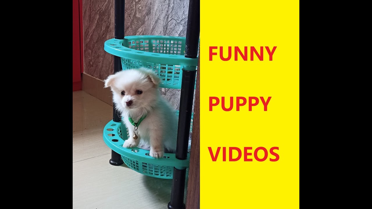 Funny Puppy Videos - YouTube