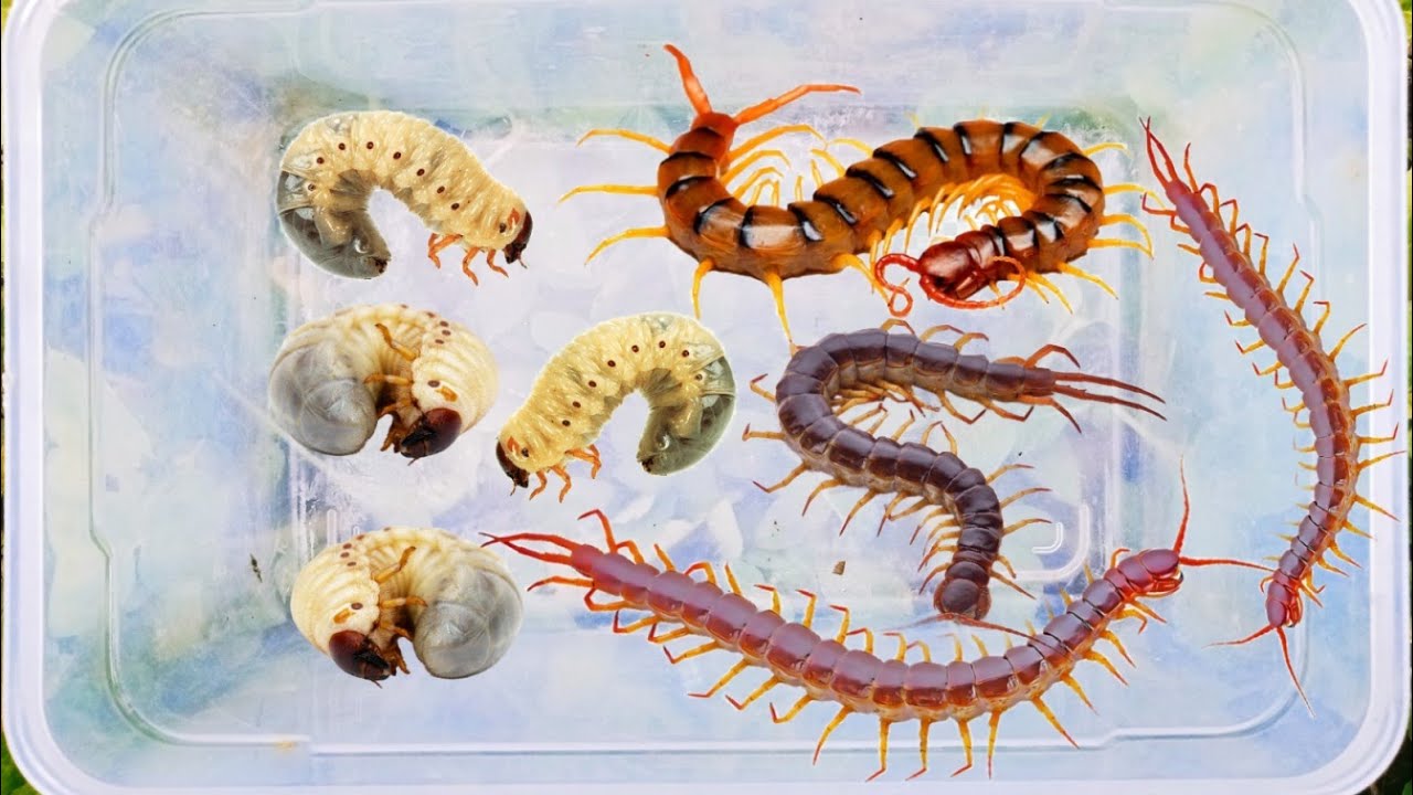cleaning centipede nests and feeding the larvae - YouTube
