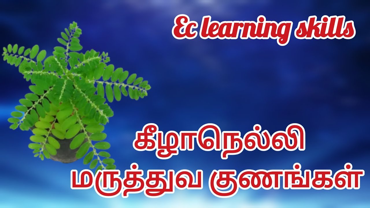 மூலிகை மருத்துவ பயன்கள்/கீழாநெல்லி இலை/ keela nelli leaf/ medicine in ...