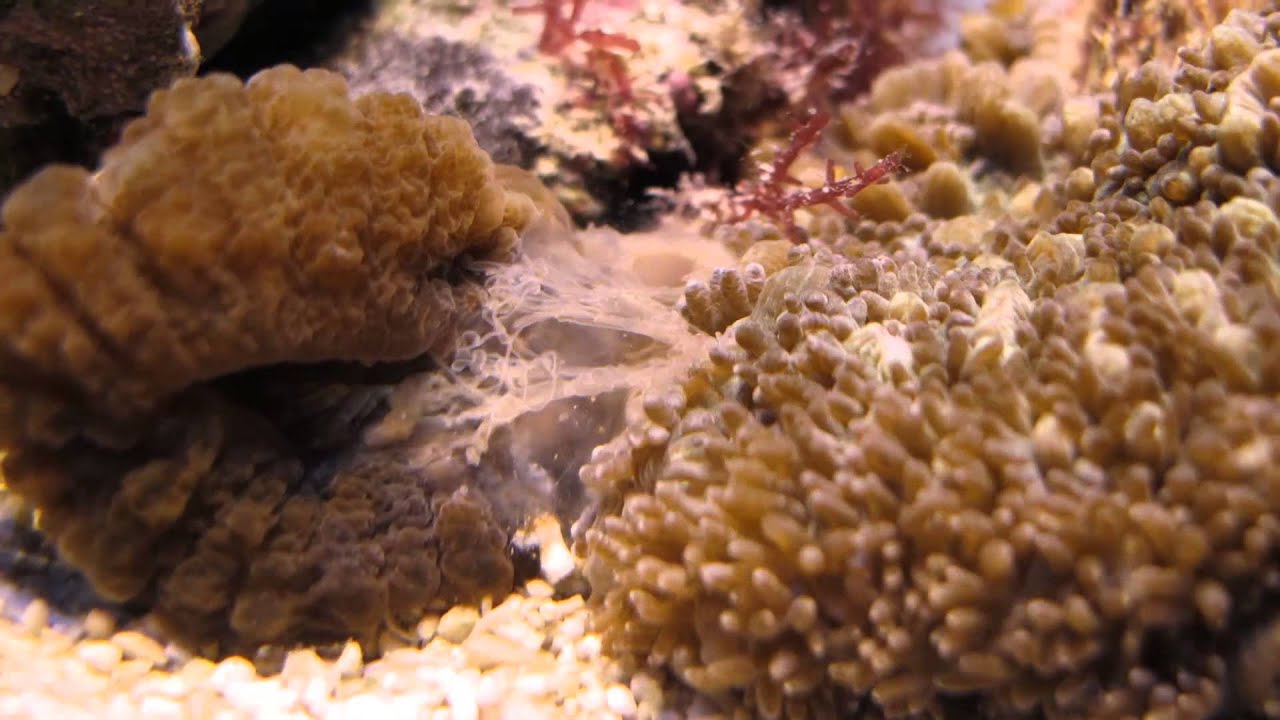 Coral turf wars - YouTube