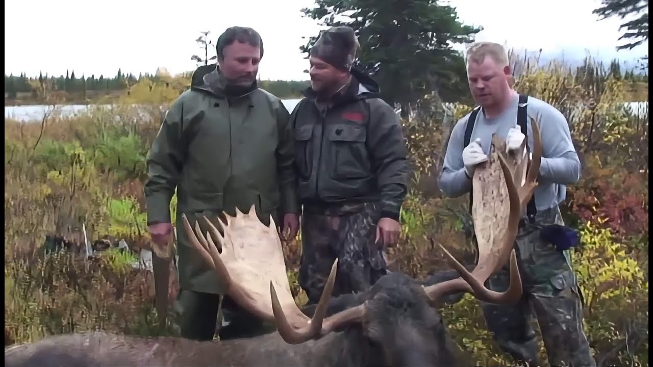 Moose Mania 8 - YouTube