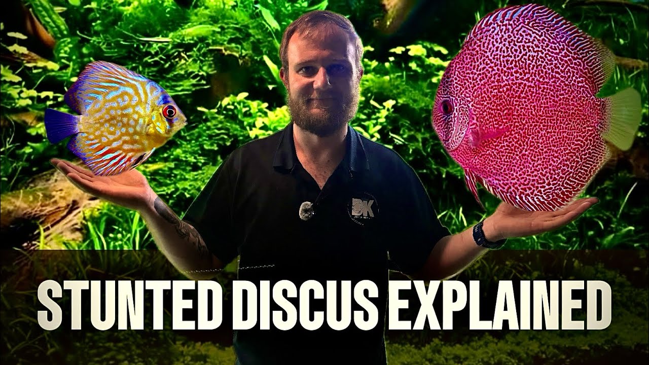 EXPLAINING STUNTED DISCUS !!! - YouTube