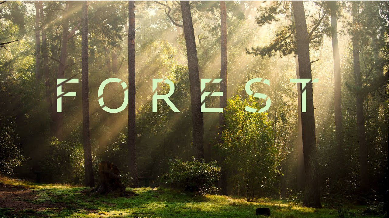 FOREST CINEMATIC | Editing from raw footage| - YouTube