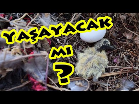 Kumru yavrusu yumurtadan çıktı ama...