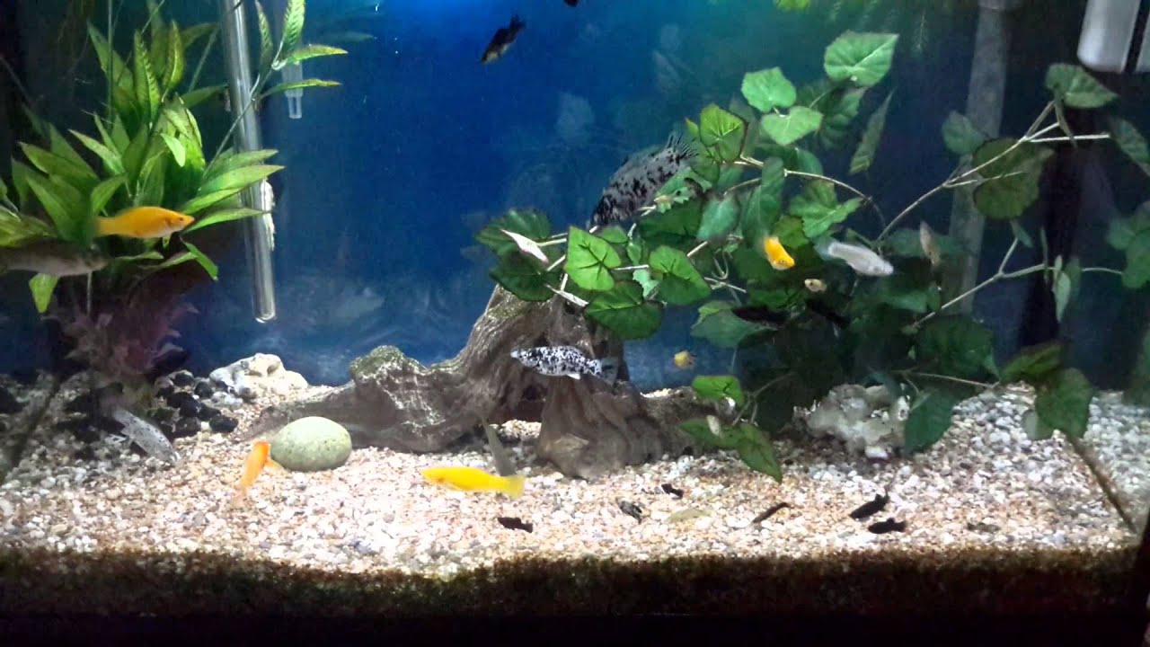 30 gallon sailfin Molly tank - YouTube