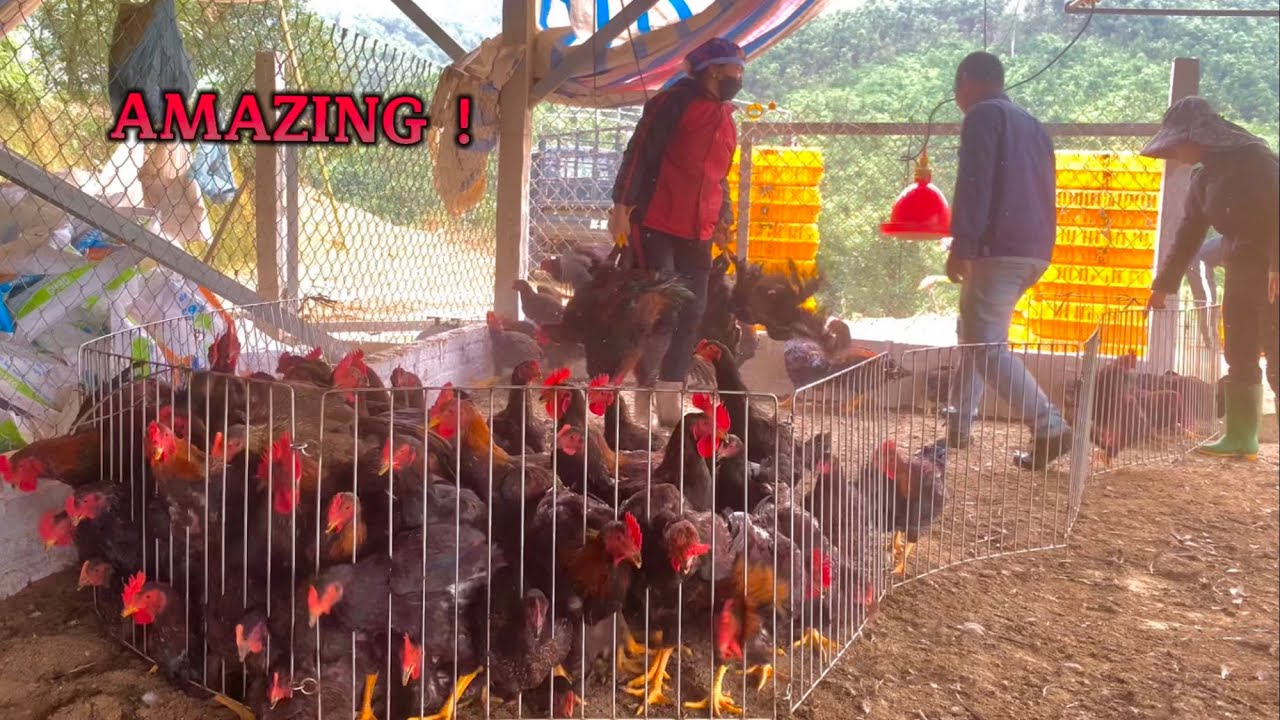 Amazing ! The merchant caught all my chickens in broad daylight.Selling ...