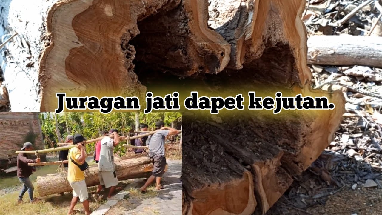 proses langsir kayu jati besar kualitas super || malah dapet kejutan ...