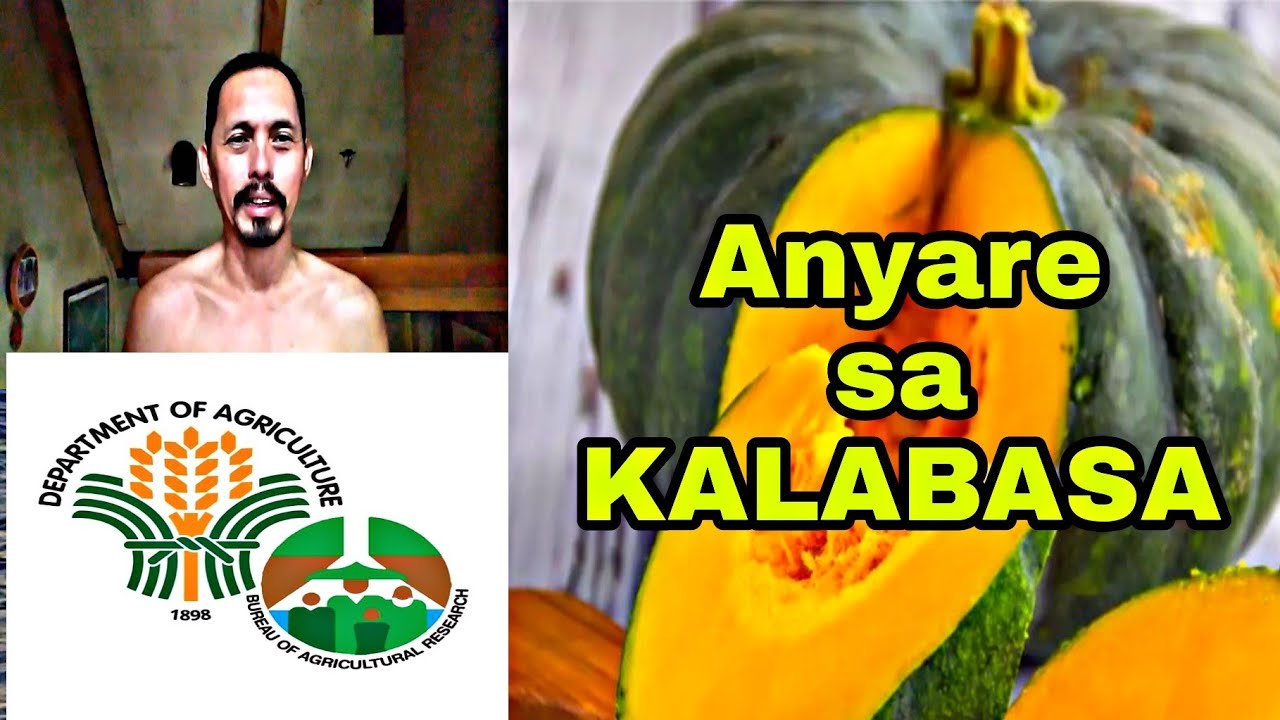 Anyare sa KALABASA - YouTube