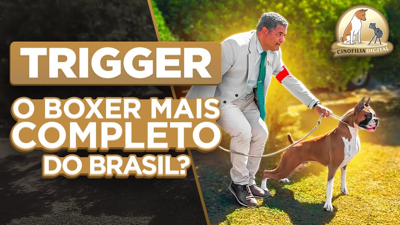 O melhor Boxer do Brasil | Trigger | Cinofilia Digital - YouTube