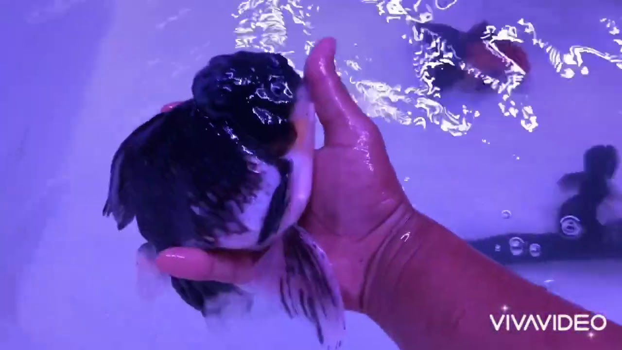 Goldfish Thailand oranda shogun ranchu ryukin - YouTube