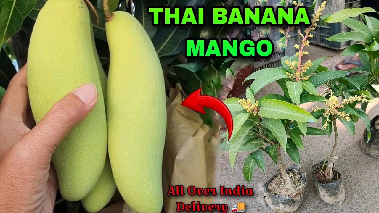Thai Banana Mango Original Plant Available in Ariful Nursery ☎ ...