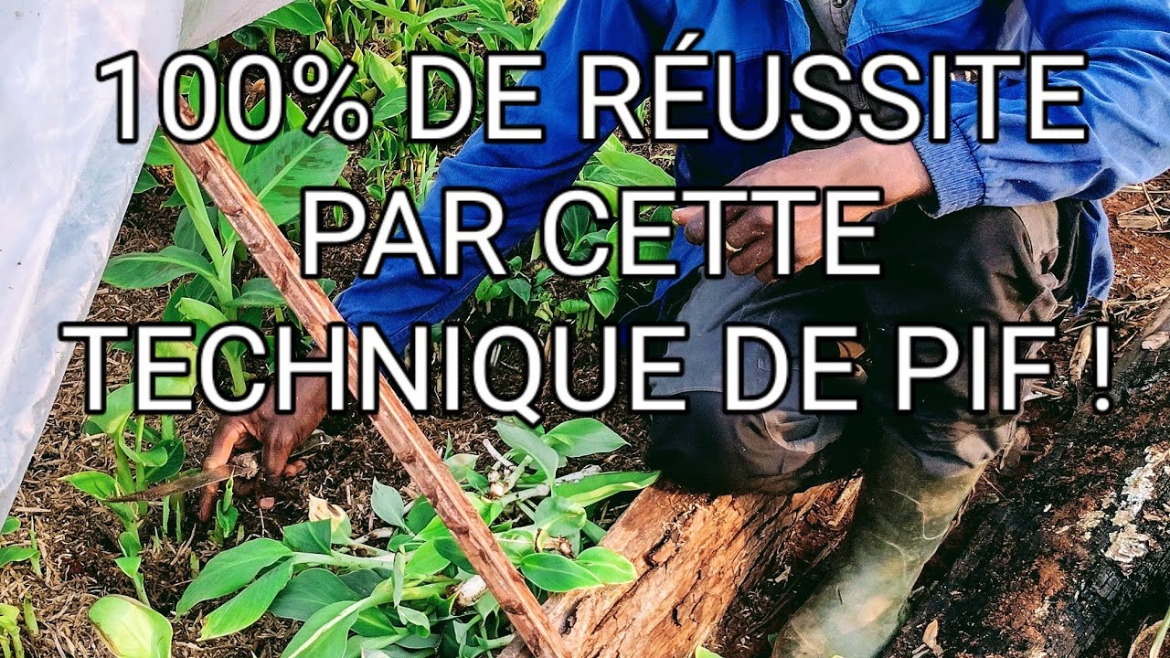 Comment bien réussir le sevrage des Vivo plantules (PIF), de bananier ...