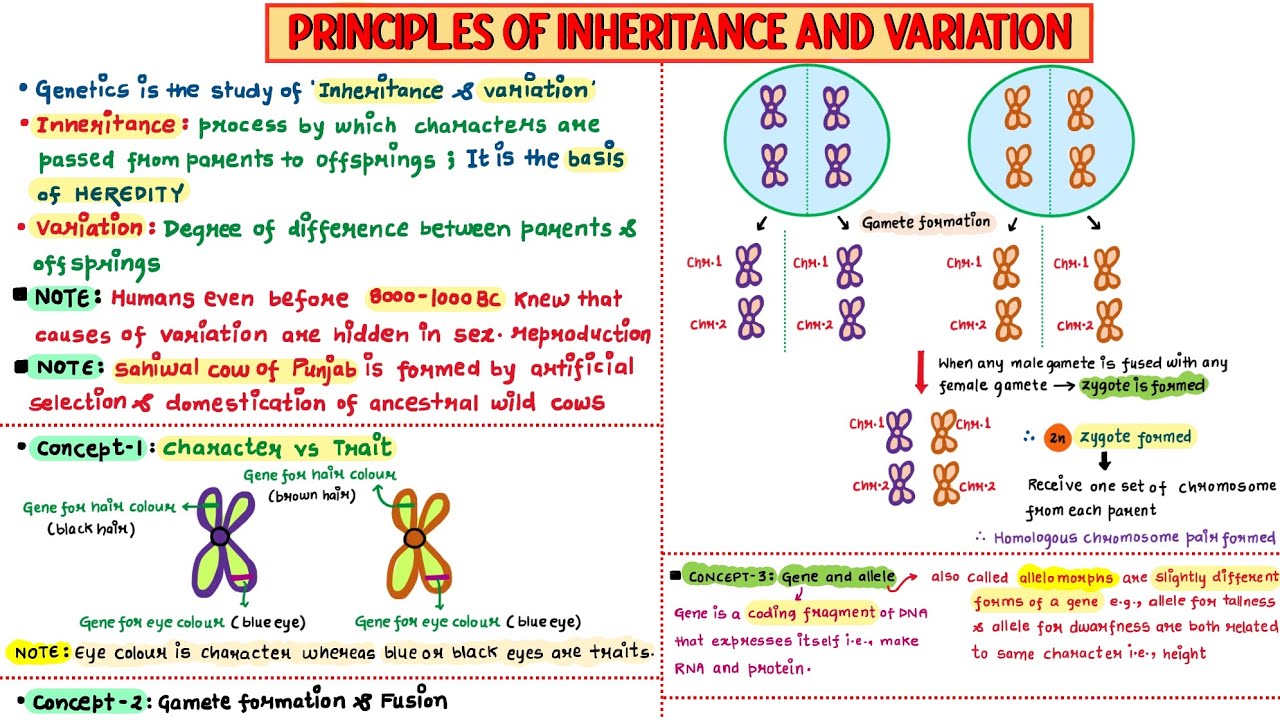 Principales Of Inheritance And Variation Short Notes By Vipin Sharma ...
