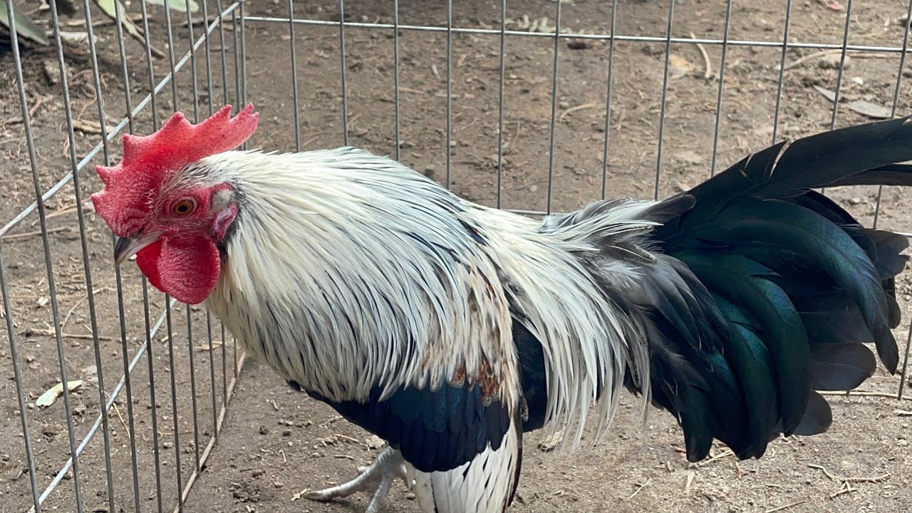 Gallo miniatura, patas azules. Anillo no. #gallos #kikirikis # ...