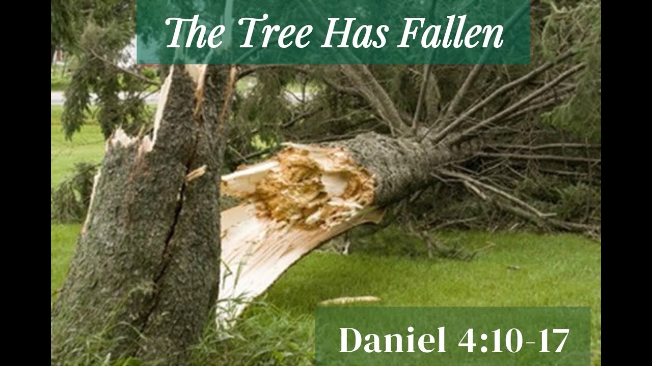 The Tree Has Fallen - YouTube