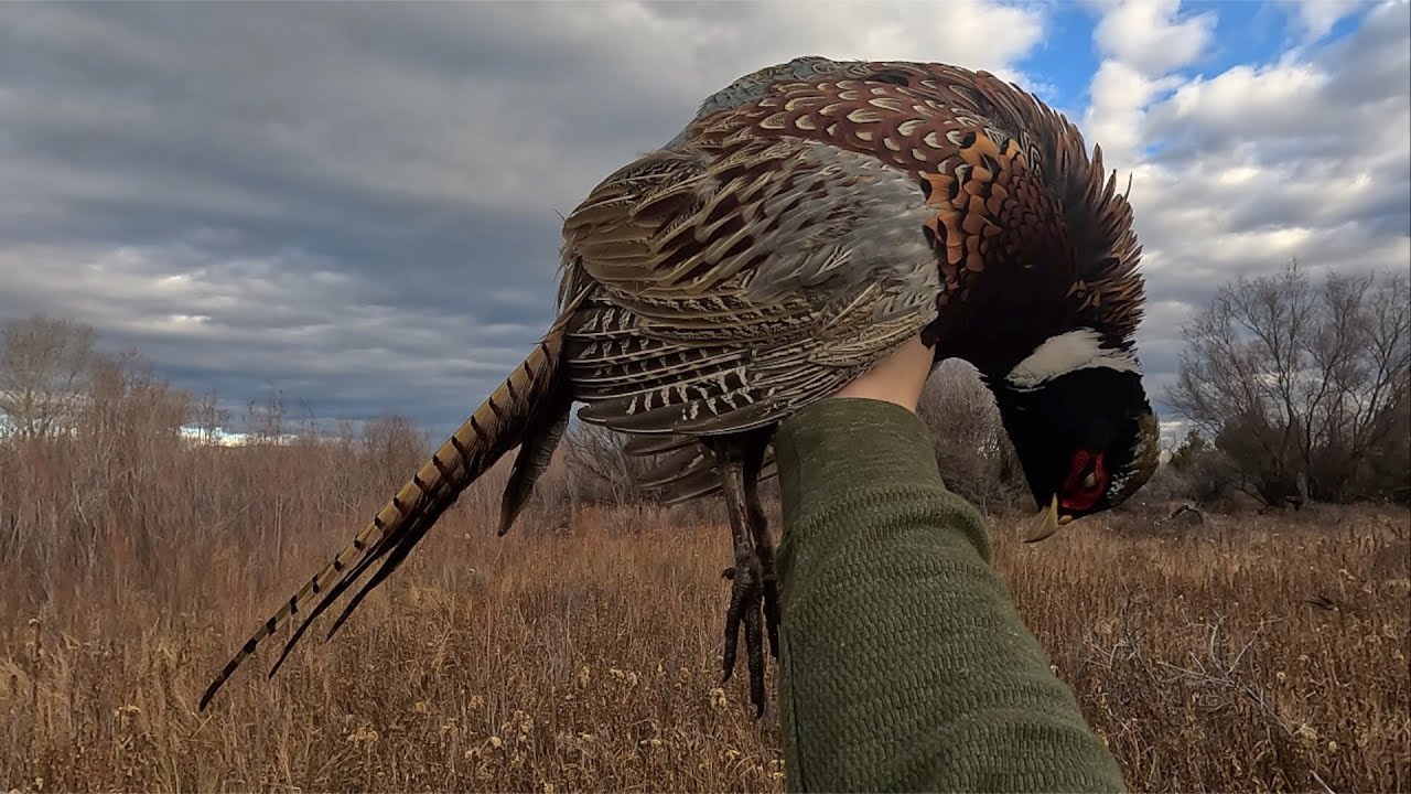 FINDING ROOSTERS on Public Ground in Southwest MT. Solo Pheasant ...