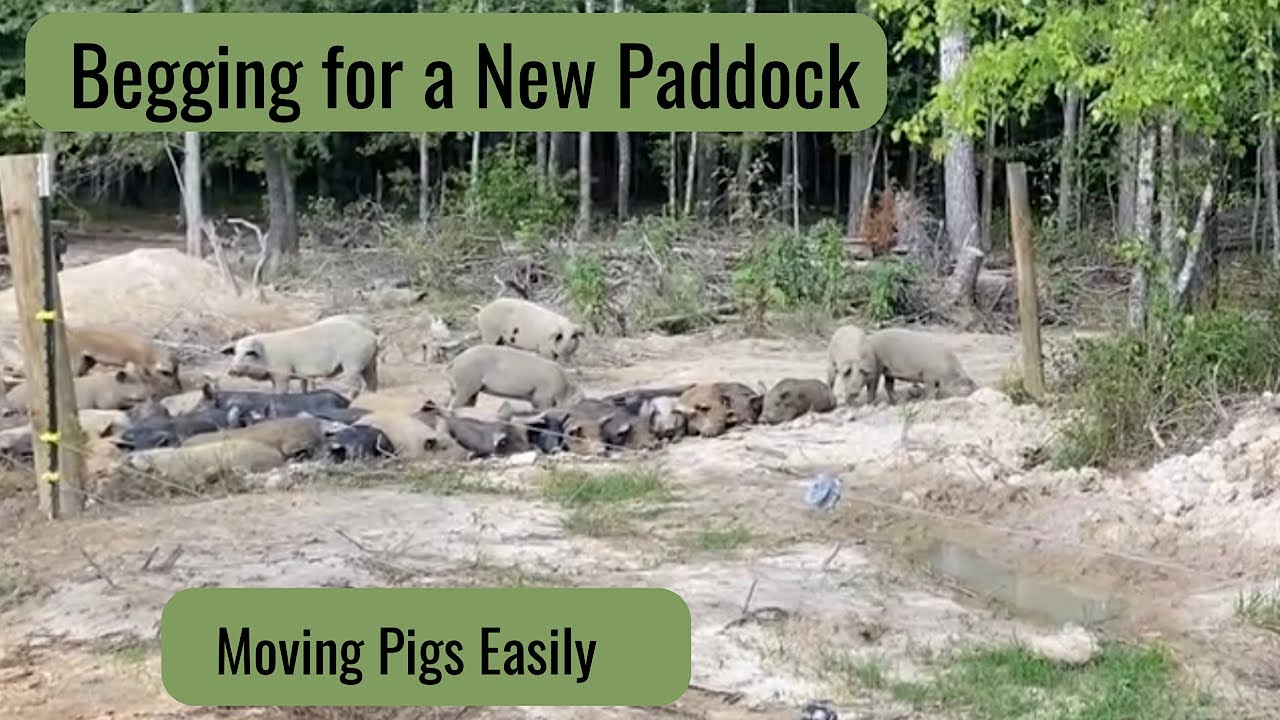 Moving Pastured Pigs Easily from Paddock to Paddock - YouTube