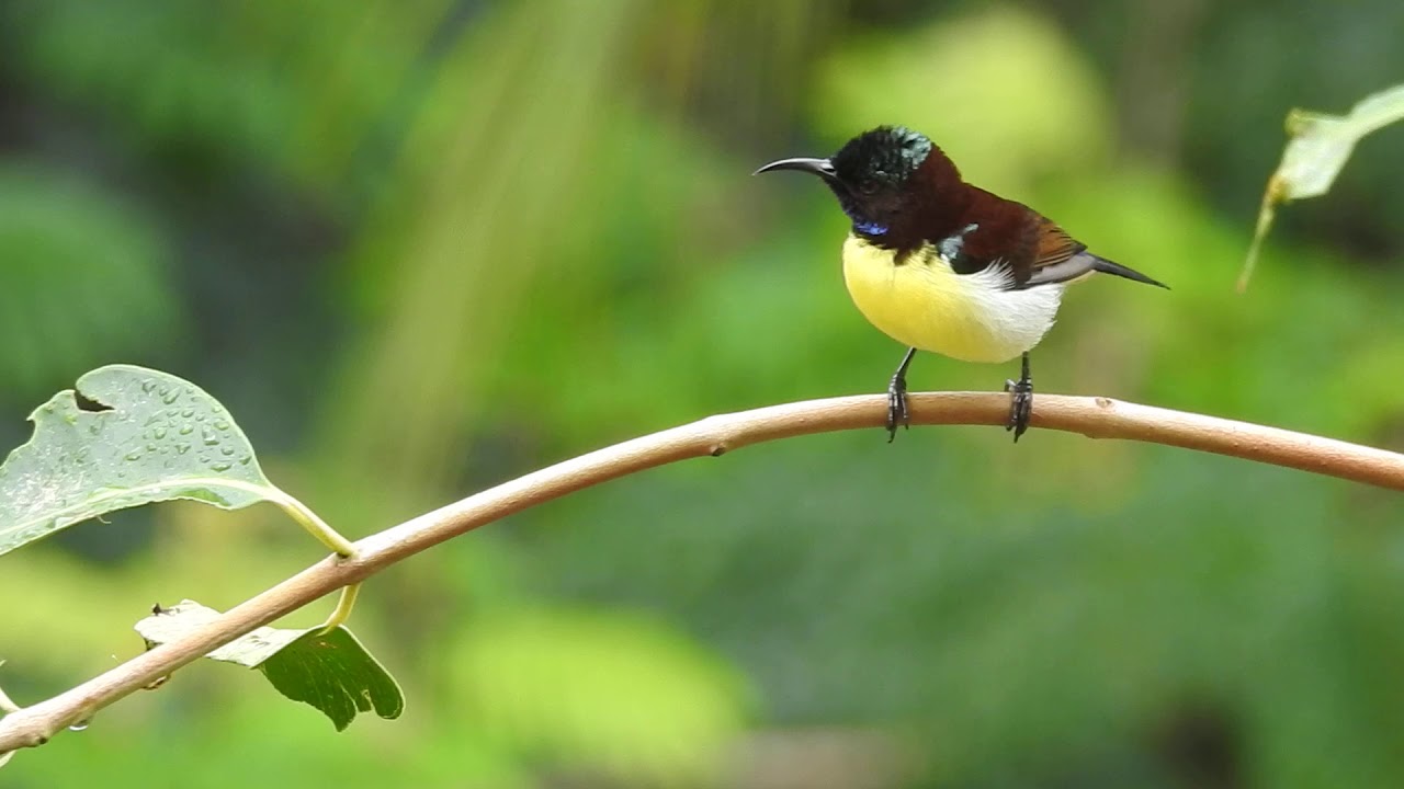 Male purple rumped sunbird call - YouTube