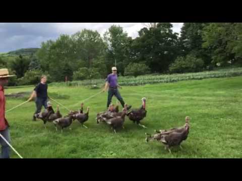 Turkey Move - YouTube