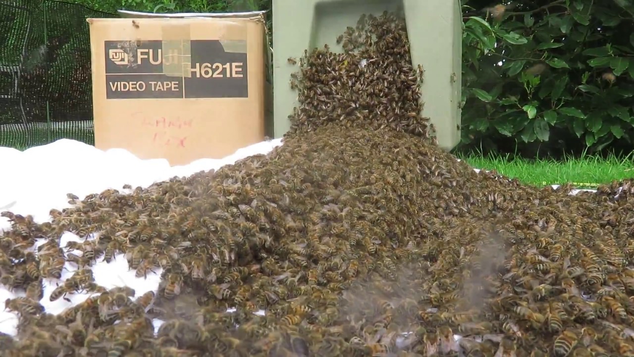 Prime swarm 2/5/17 from 14x12 National Hive - YouTube