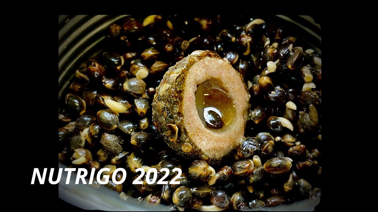 NUTRIGO 2022 NEW GENERATION OF BAITS - YouTube
