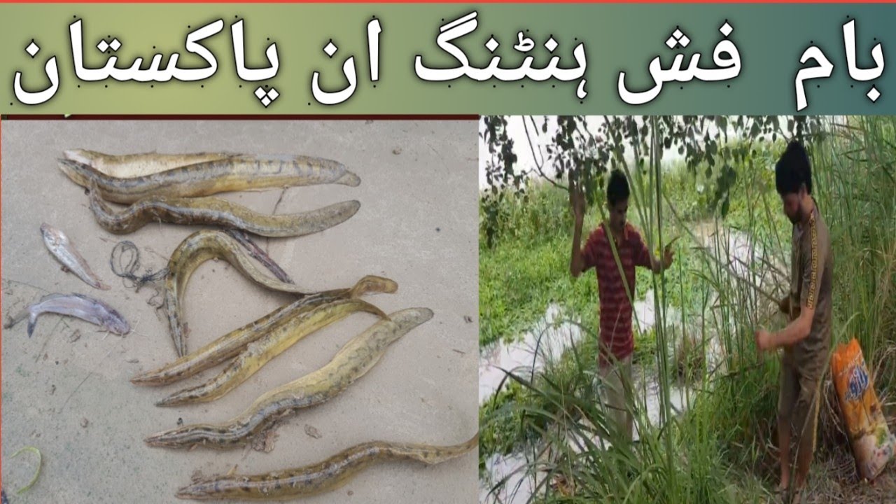 Baam Fish Hunting For Gujranwala Pakistan 2022 - YouTube