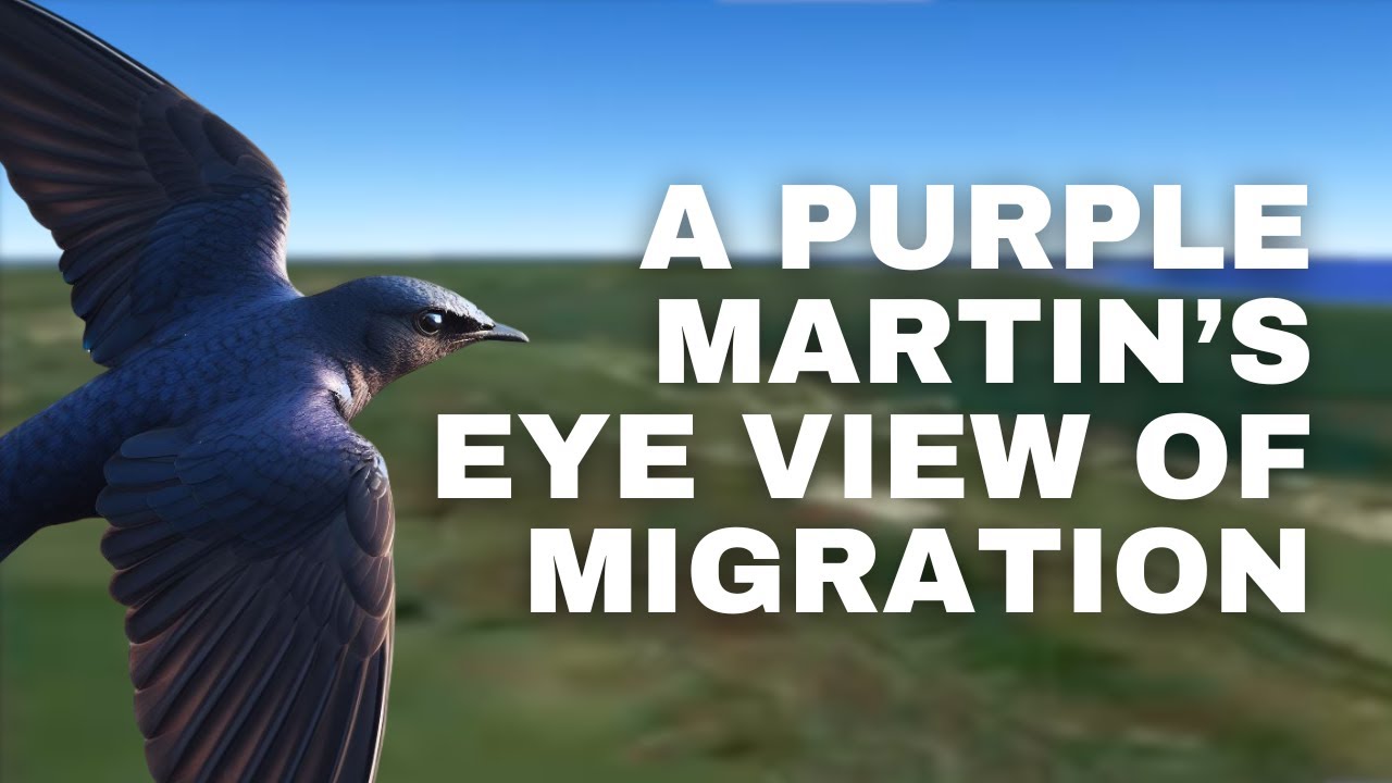 A Purple Martin's Eye View of Migration - YouTube