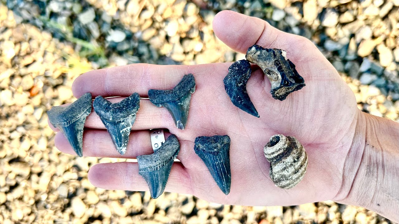 LIVE Shark Tooth Hunting in Charleston, SC! - YouTube