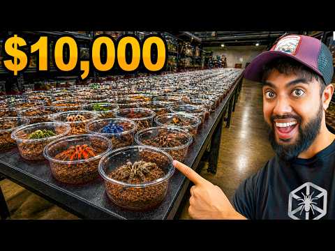 We Got First Pick of $10,000 in Tarantulas!