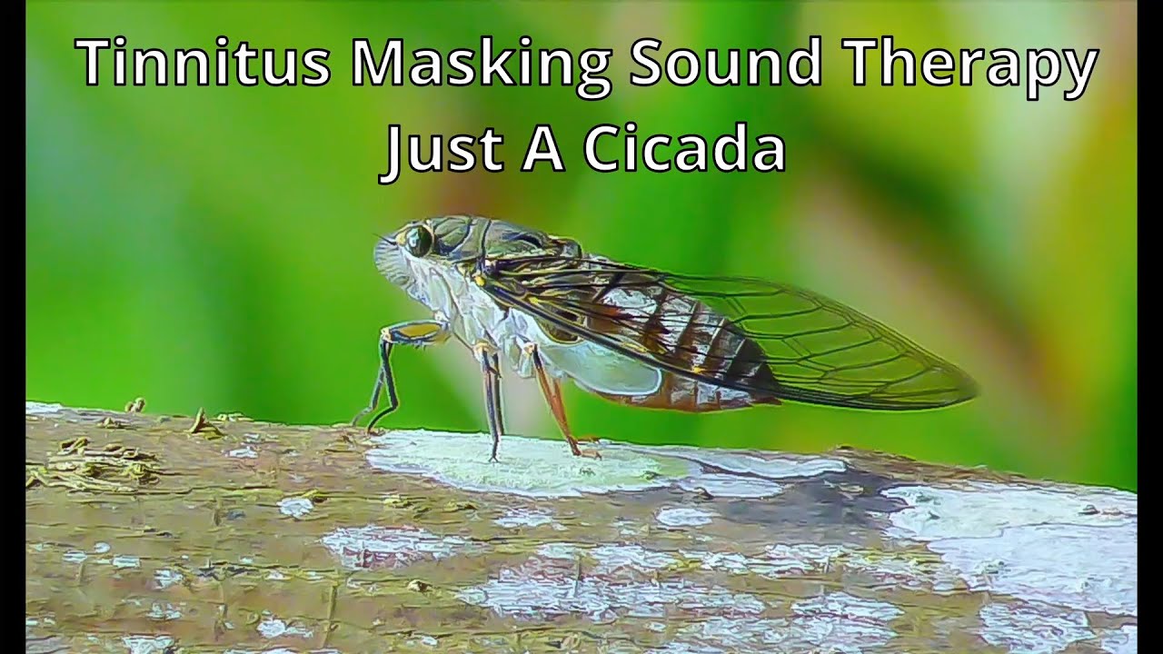 Tinnitus Masking Sound Therapy Just A Cicada 10 Hours Black Screen ...