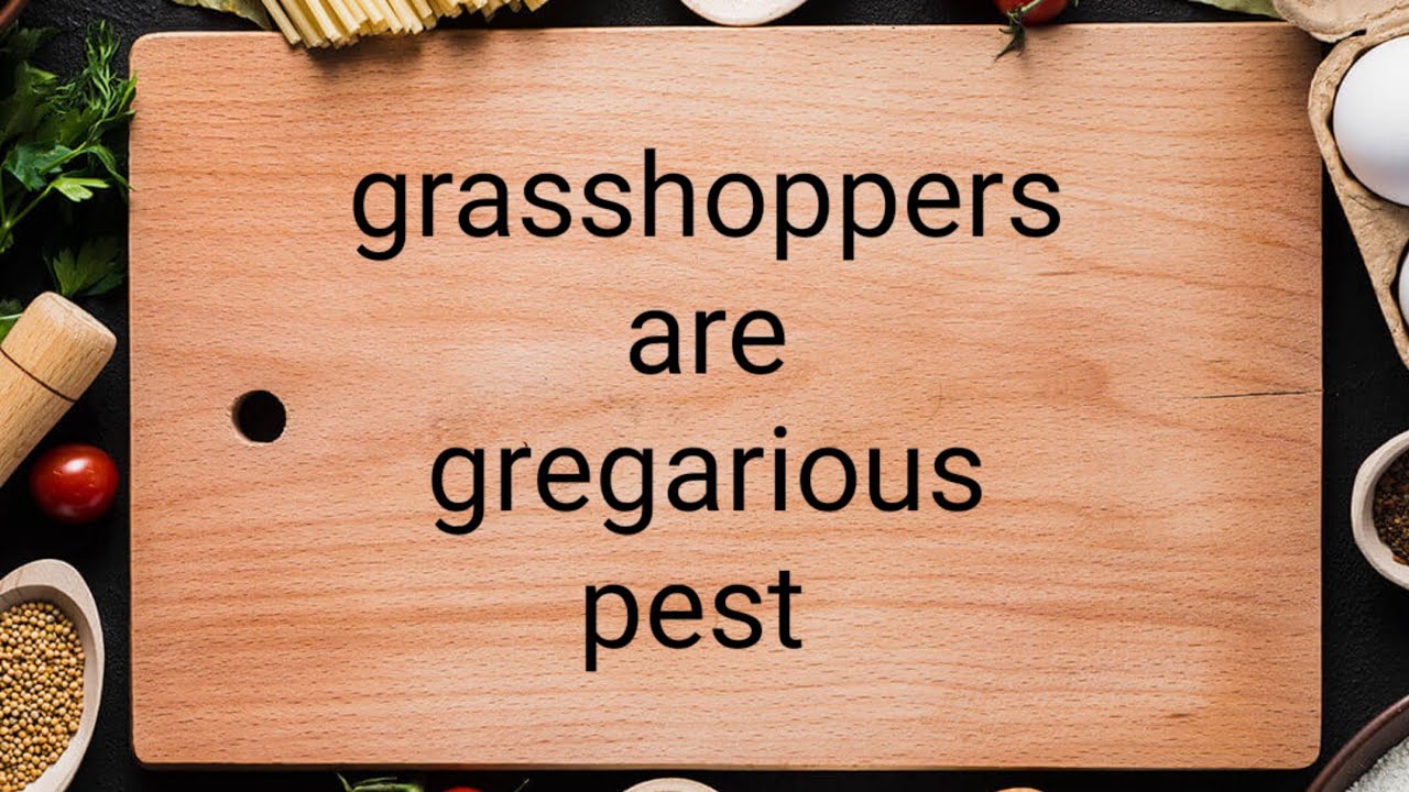 Grasshopper is gregarious pest - YouTube