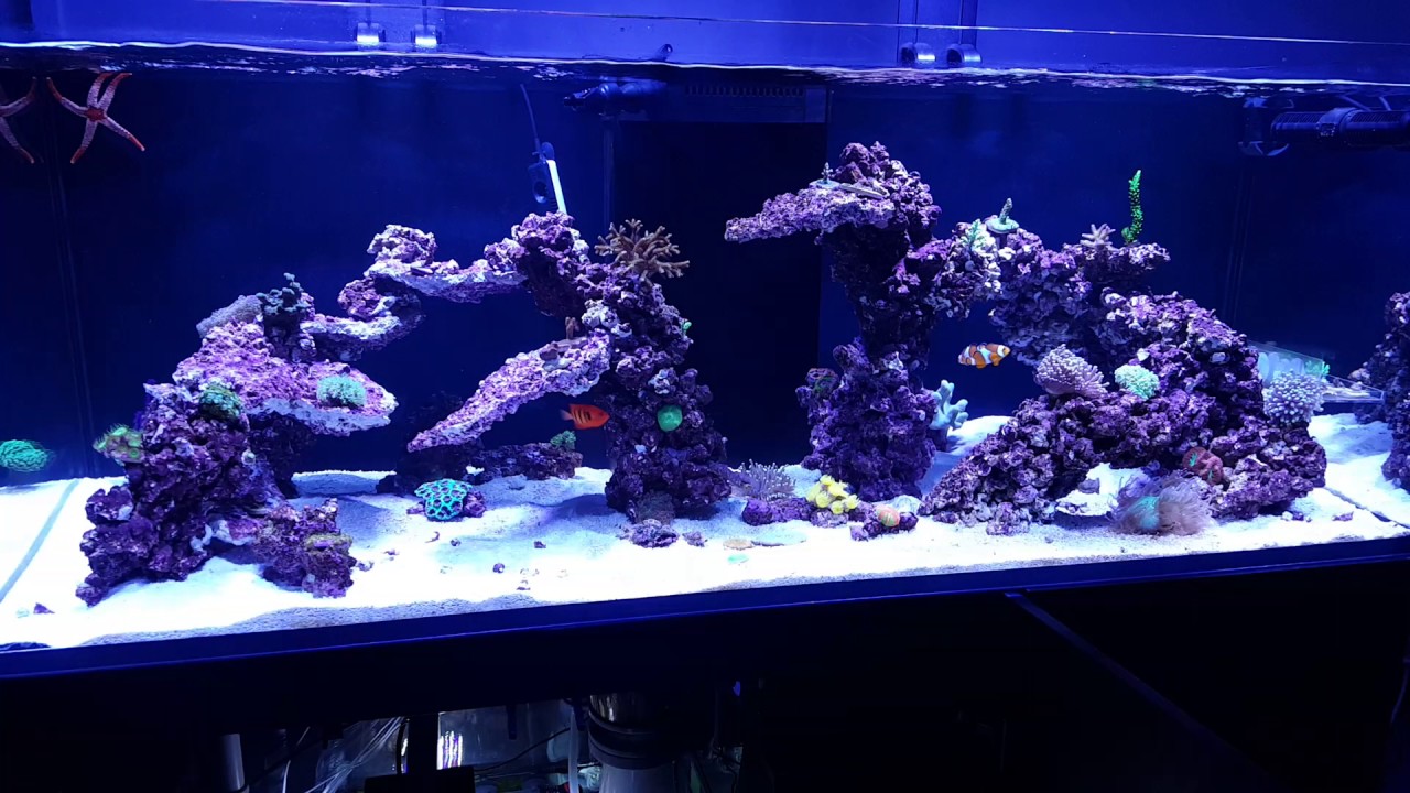 Red Sea Reefer 525 XL - YouTube