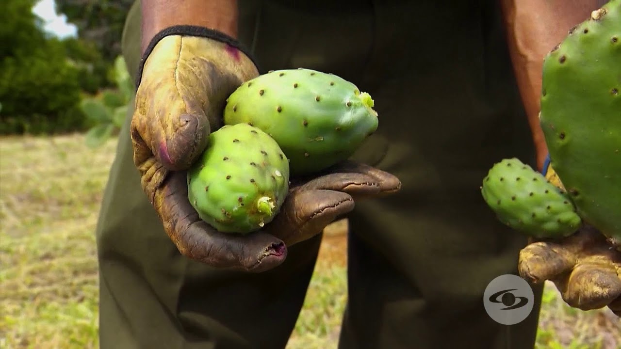 Cosecha y post cosecha de nopal - YouTube
