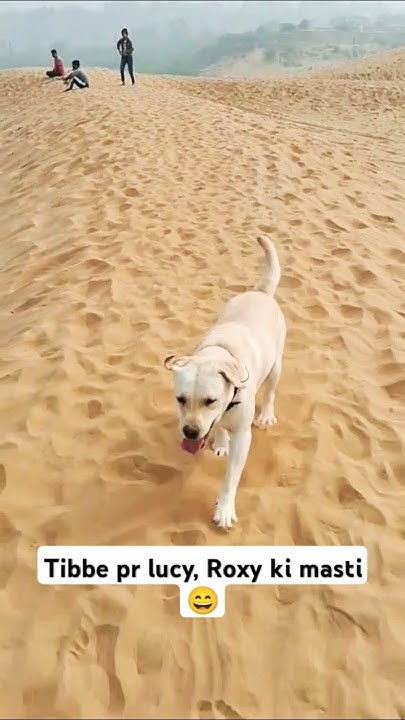 lucy, roxy ki masti 😄 || labra lucy || labra roxy || #youtubeshorts #trending #masti - YouTube