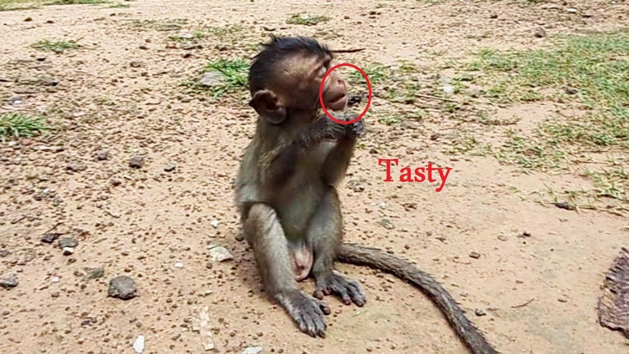 Baby monkey eating food with - YouTube