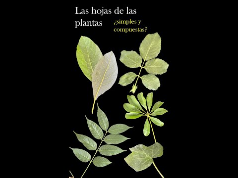 ¿Sabes cuántos tipos de hojas tienen las plantas?