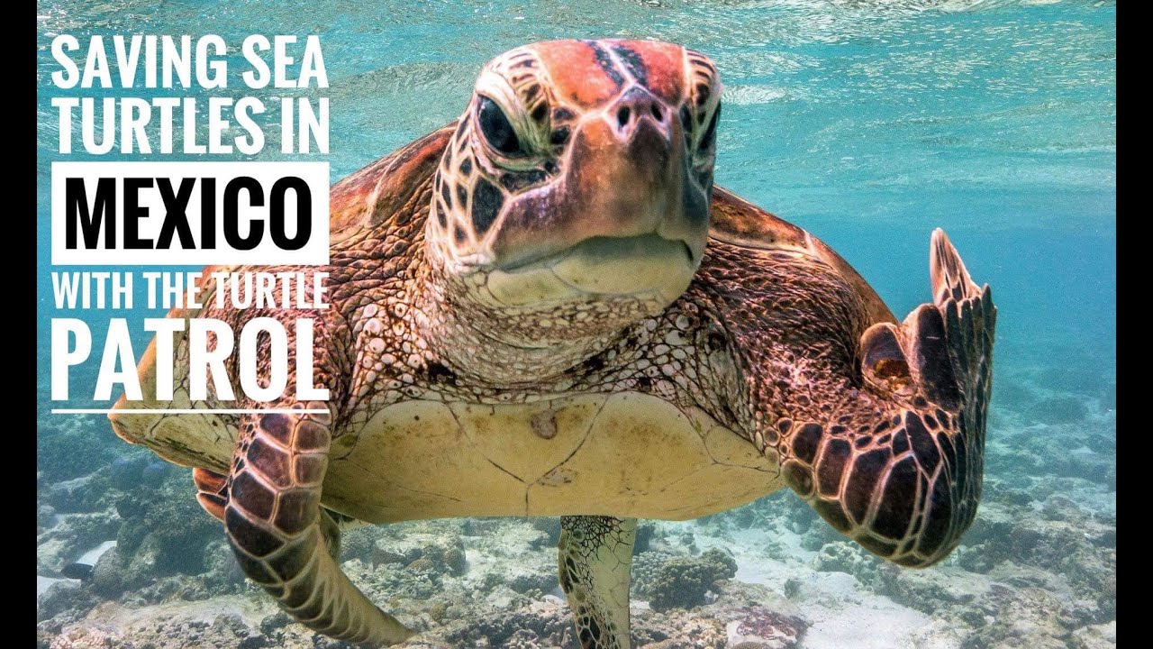 Saving sea turtles with the Turtle Patrol in Mexico - YouTube