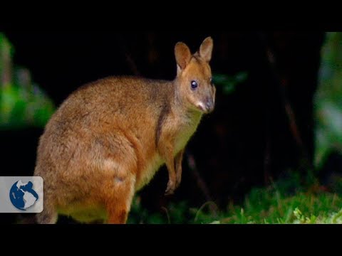 Dinosaur´s living descendants. Documentary part 1 - YouTube