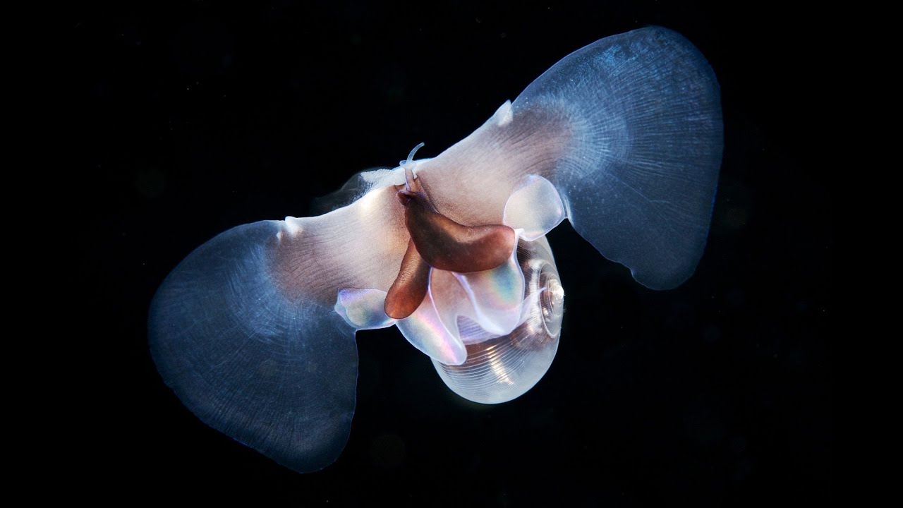 Corolla spectabilis - Anolis aquaticus - Llamas - penguin - eagle # ...