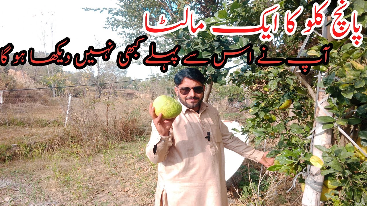 Native Musmi Orange of Kashmir - YouTube