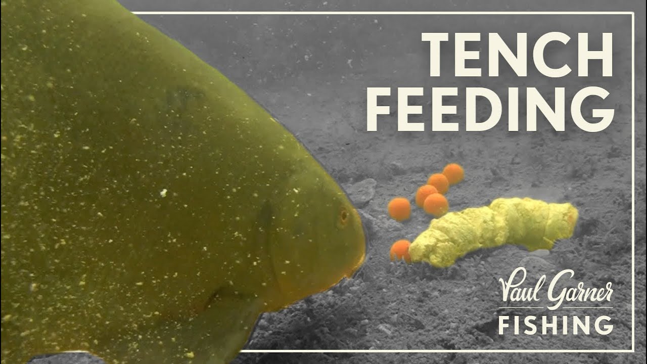 Tench Underwater Feeding on Chain Reactions. - YouTube
