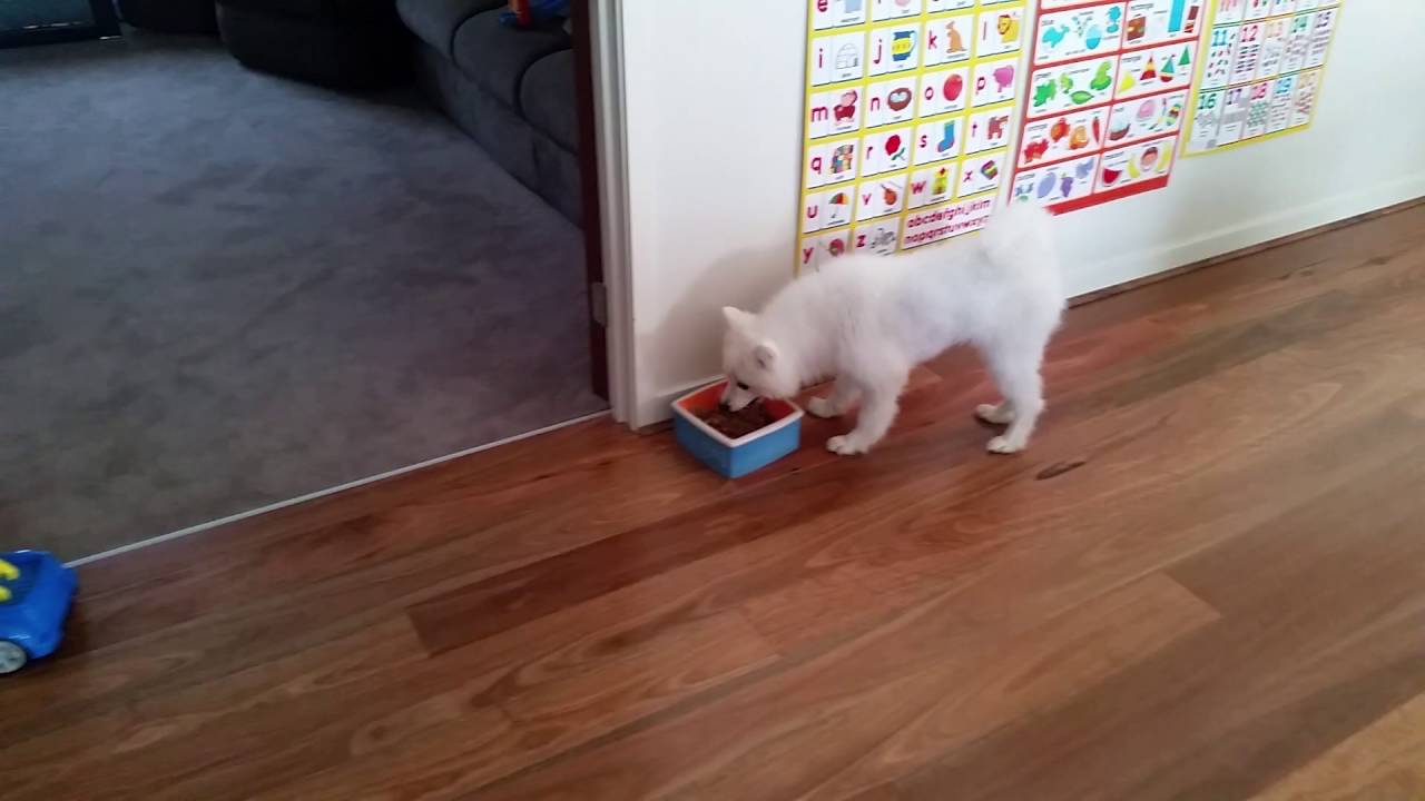 Trolling Dog With Toy Car - YouTube