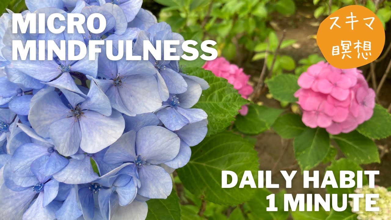 Micro Mediation |1 Minute |Breathing Practice |Mindfulness| anytime ...