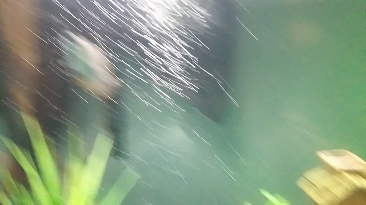 My 40 gallon bow front fish tank - YouTube