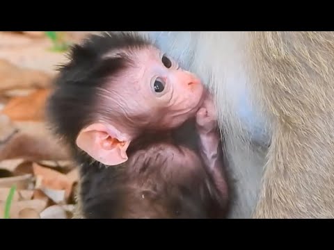 poor baby monkey fearfully swallowing milk /恐る恐るミルクを飲む赤ちゃん猿 monpai ...