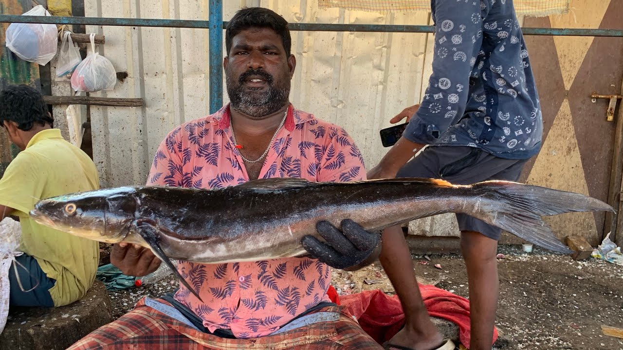 Kasimedu Minnal Raja🔥🔪Cobia Fish Cutting🔥KF FISH CUTS - YouTube