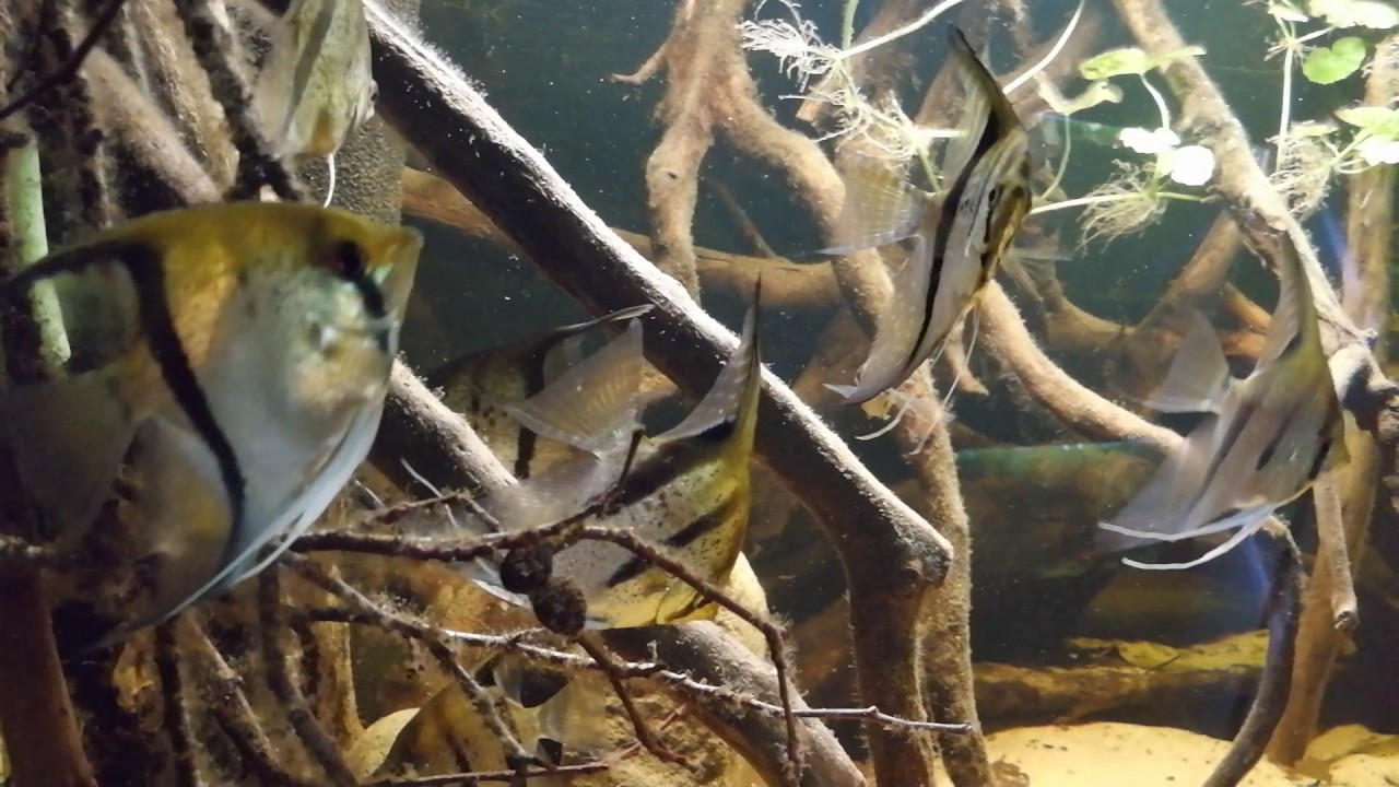 Amazone biotope 550l tank.part 1 - YouTube