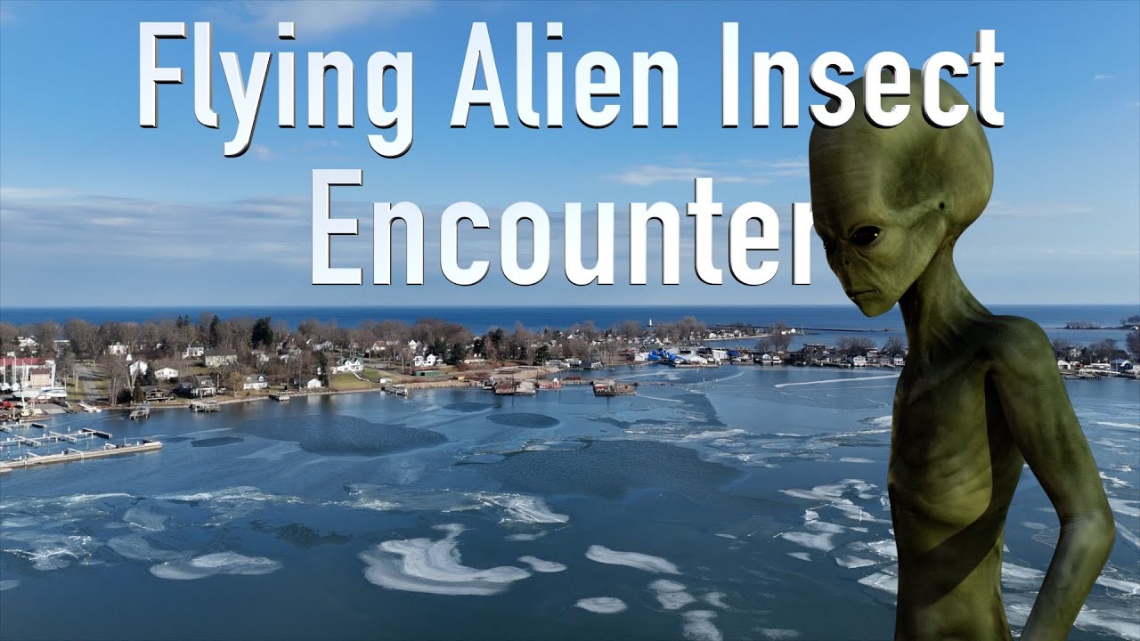 Flying Alien Insect Encounter - YouTube